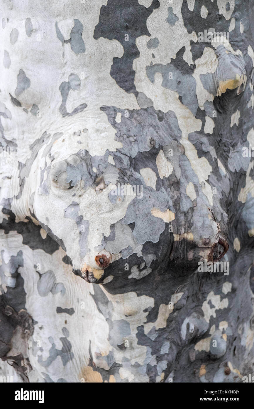 Trees camouflage hi-res stock photography and images - Alamy