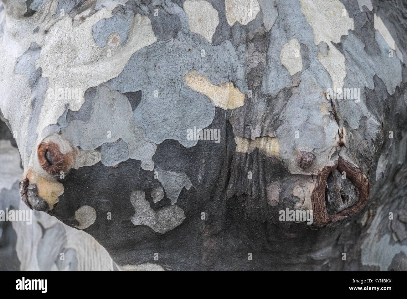 With plane tree camouflage hi-res stock photography and images - Alamy