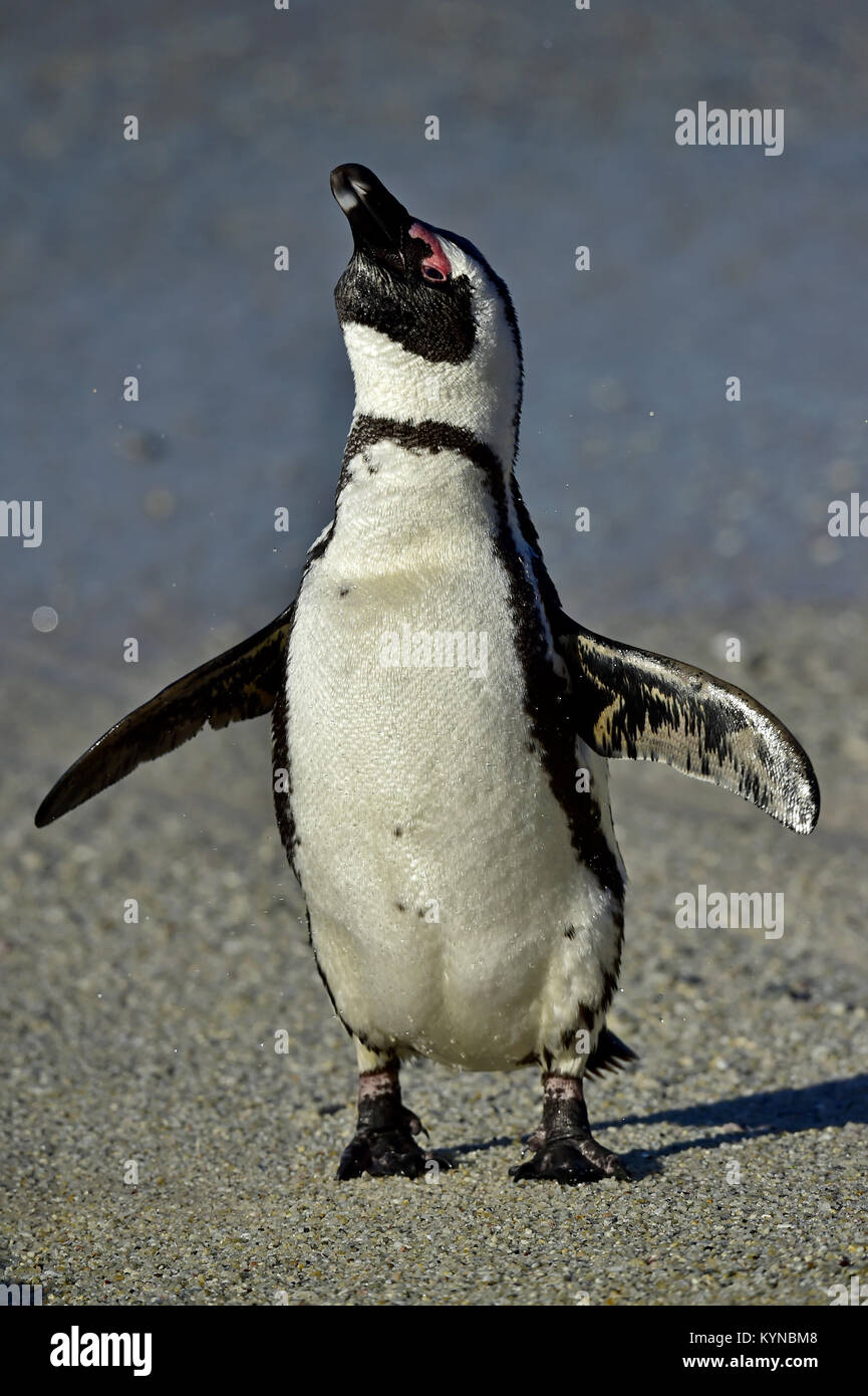 African penguin (Spheniscus demersus) on the beach, Western Cape, South ...