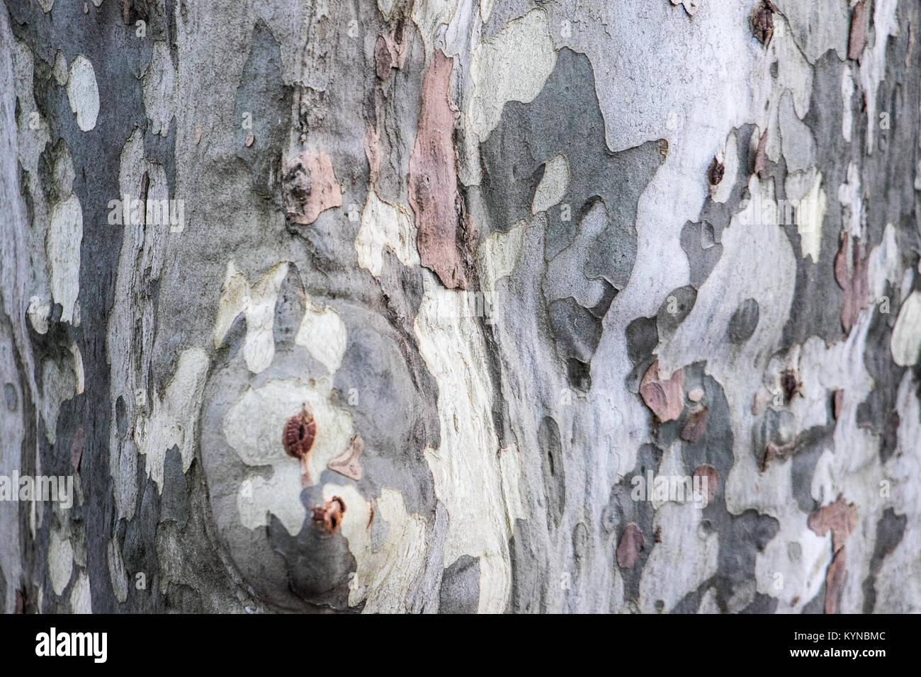With plane tree camouflage hi-res stock photography and images - Alamy