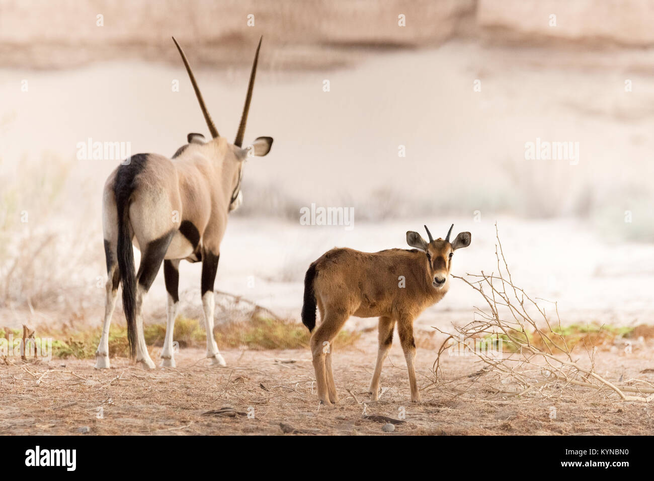 Baby Gemsbok
