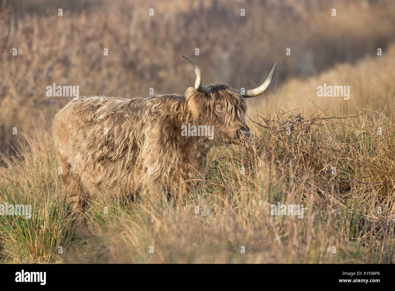 Gaelic cow hi-res stock photography and images - Alamy