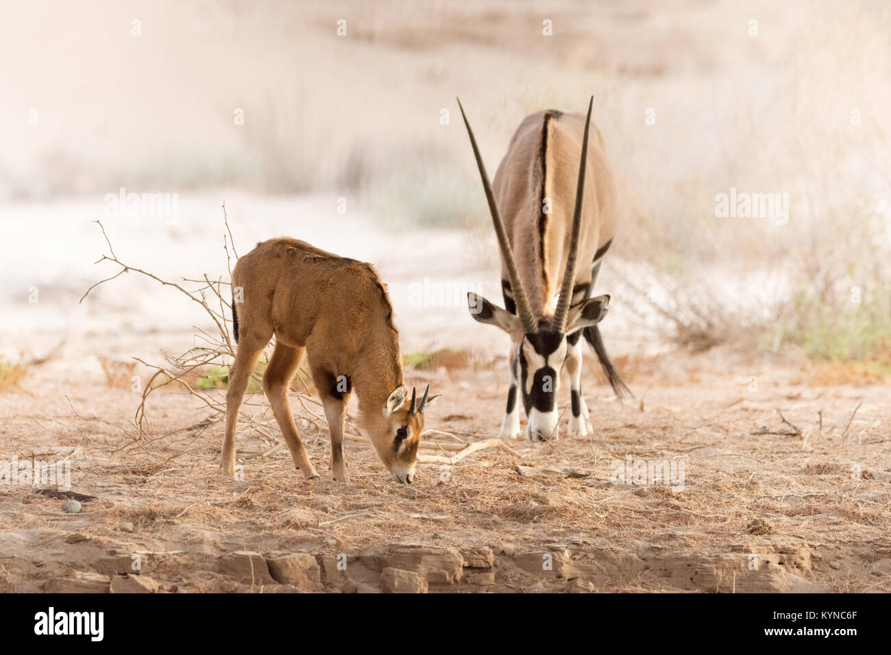 Oryx and calf feed in the dry Hoanib River bed, northern Namibia Stock ...