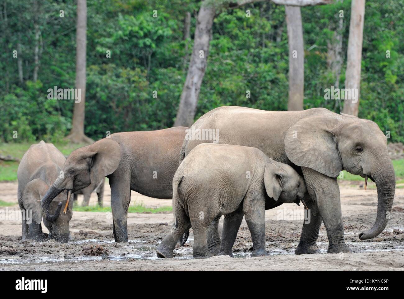 The elephant calf and elephant cow The African Forest Elephant ...
