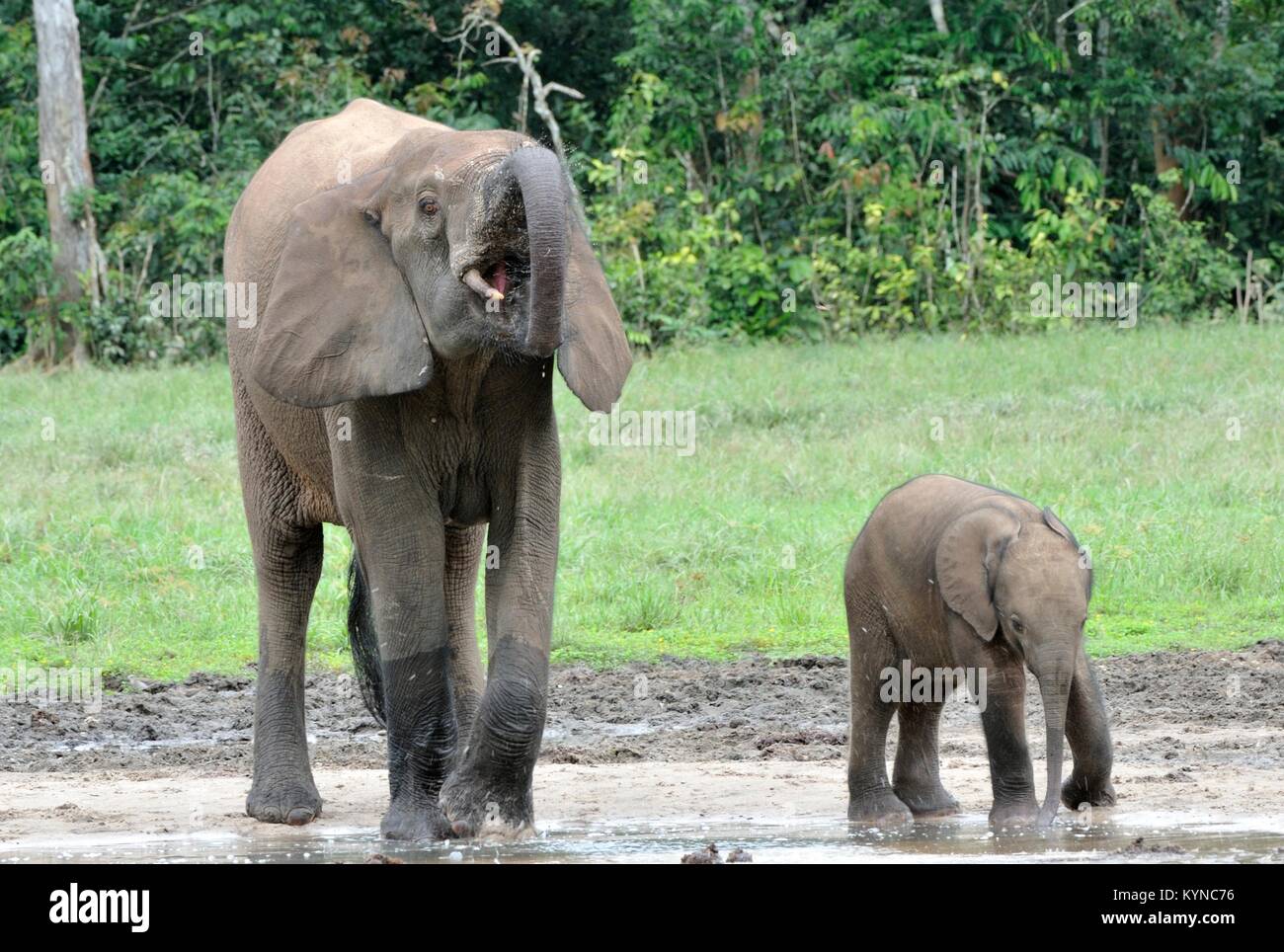 The elephant calf and elephant cow The African Forest Elephant ...