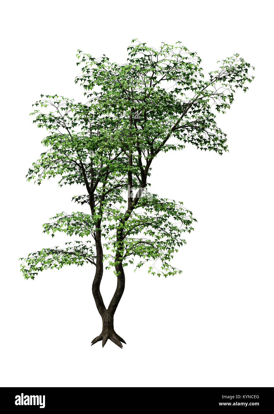 Green Japanese Maple White Background