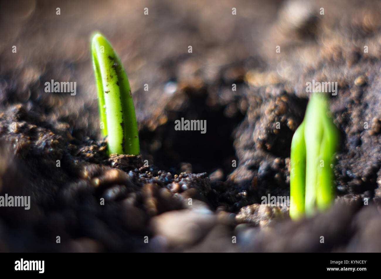 growing little green sprouts of young plants in sunlight Stock Photo ...