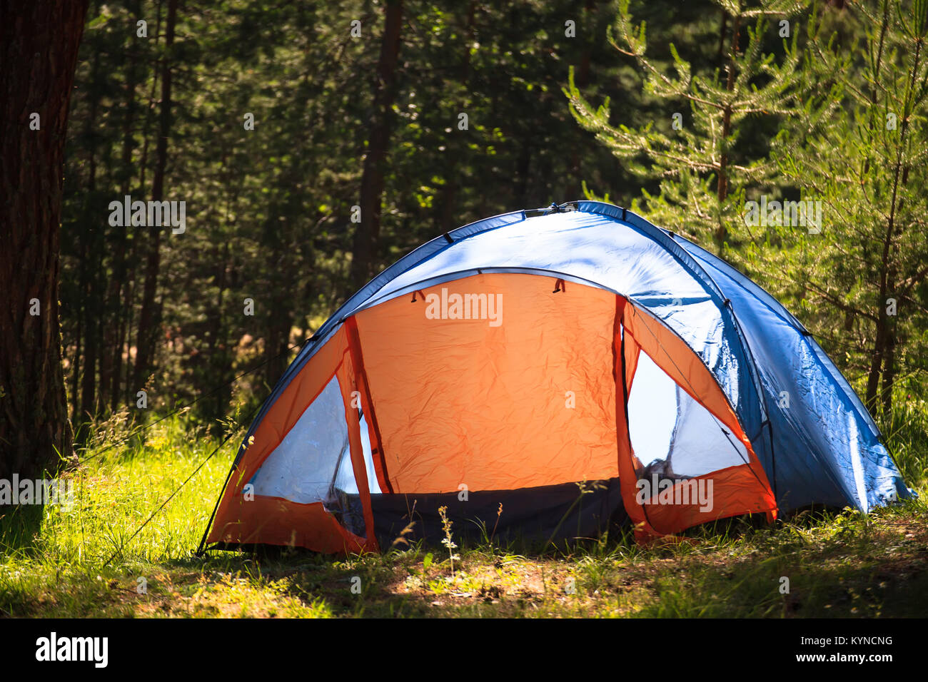 sunny forest with tent- nature camping concept Stock Photo - Alamy
