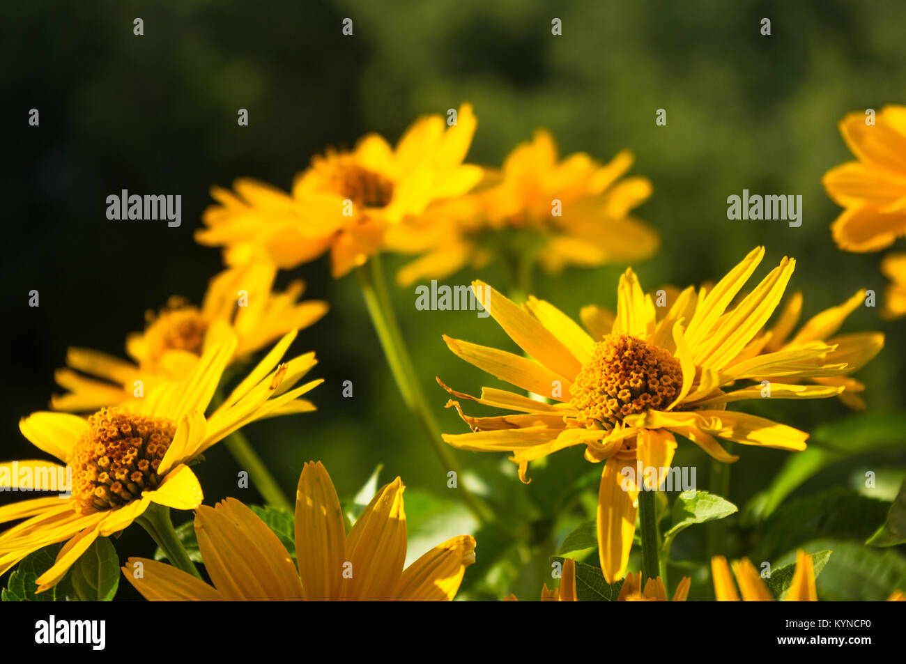 Beautiful bouquet of bright yellow flowers Heliopsis helianthoides on a ...