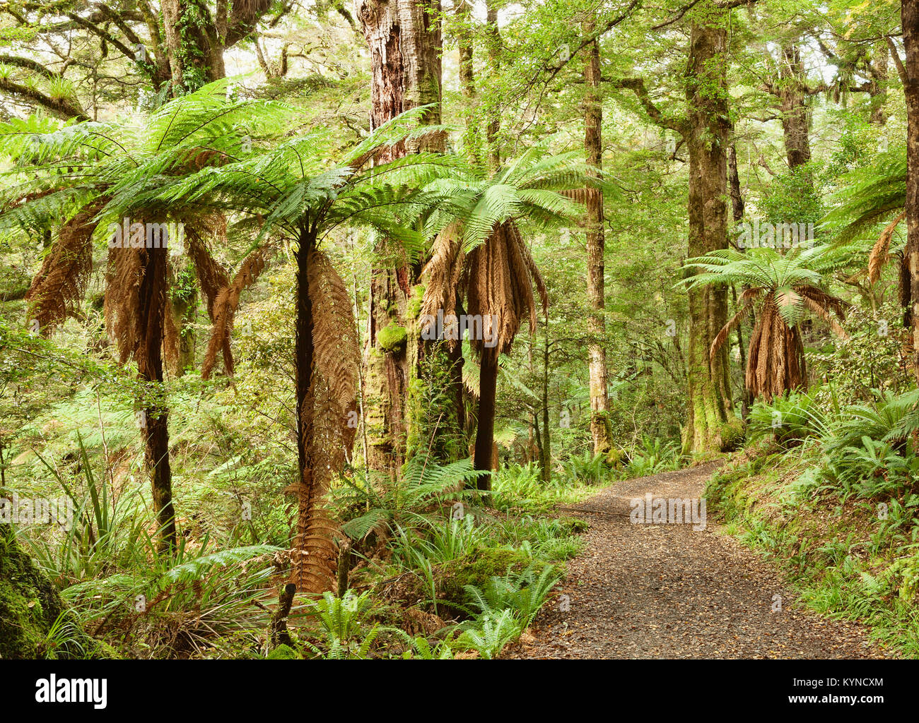 Pathway through temperate rainforest , Te Urewera National Park, North ...