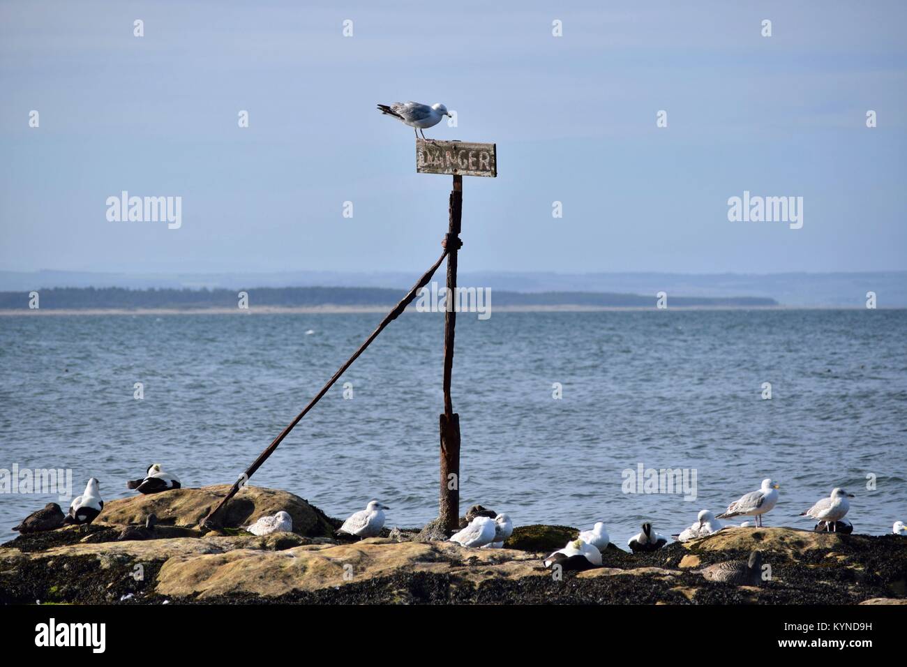 Scottish island birds hi-res stock photography and images - Alamy