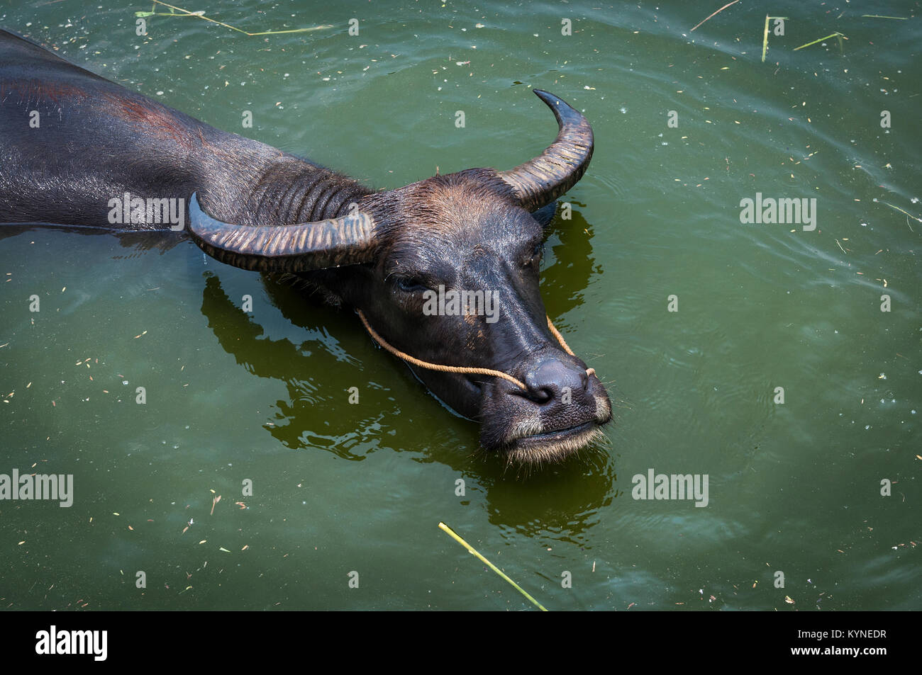 Domesticated water buffalo in Yangshuo, China Stock Photo - Alamy