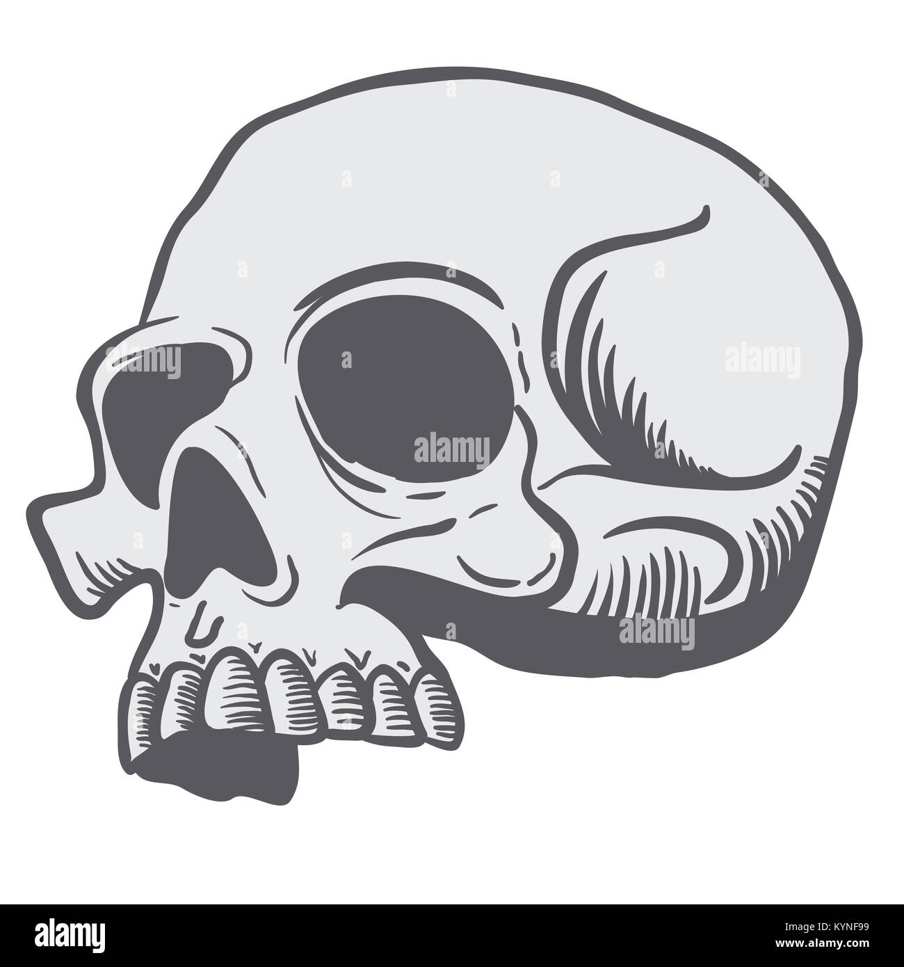skull cartoon illustration isolated on white Stock Photo - Alamy