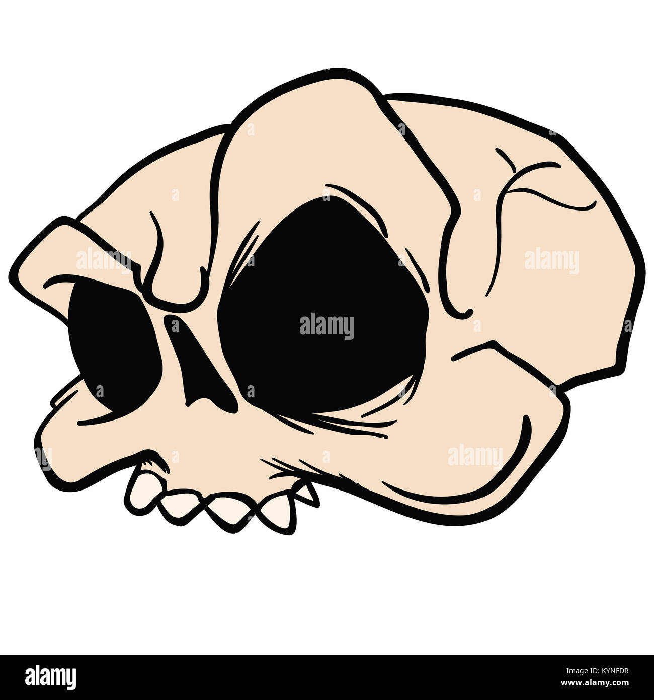 skull cartoon illustration isolated on white Stock Photo - Alamy