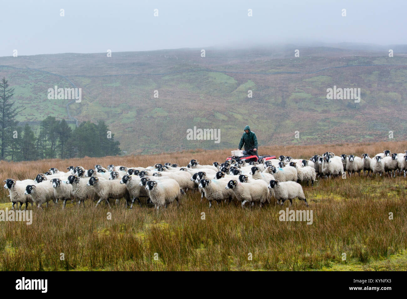 Shepherdingherding hi-res stock photography and images - Alamy