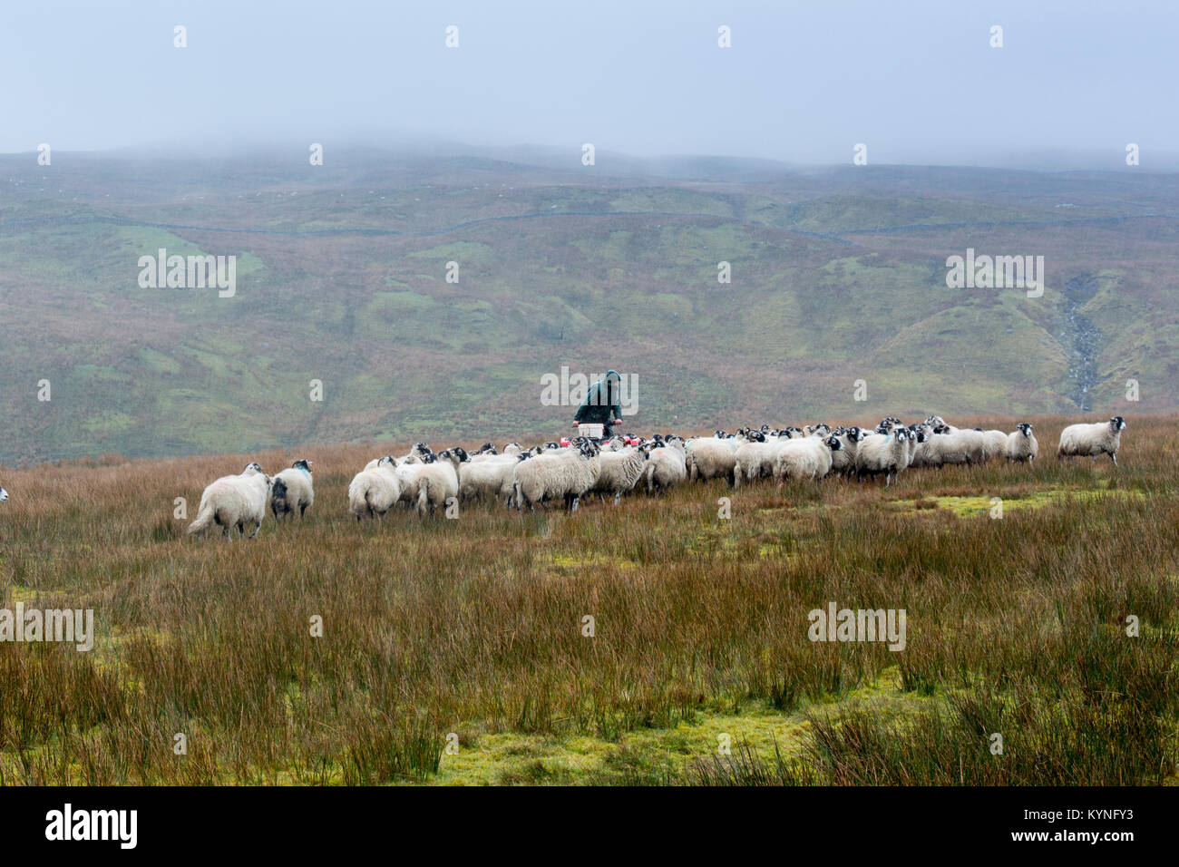 Shepherdingherding hi-res stock photography and images - Alamy