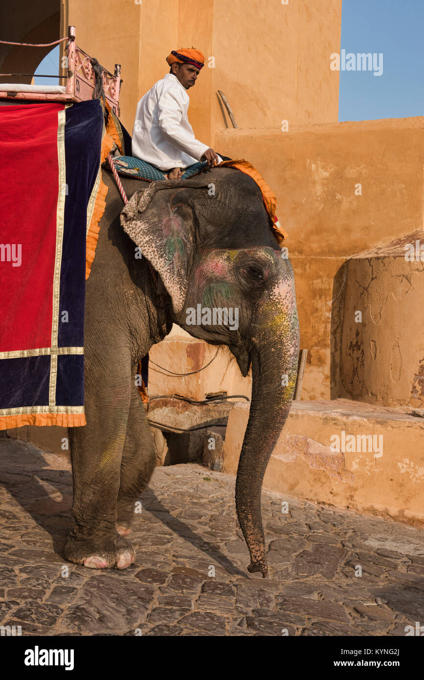 Royal elephant maharaja hi-res stock photography and images - Alamy