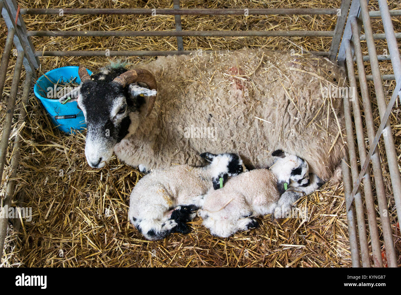 Swaledale ewe with new born twin mule lambs in pen inside lambing shed ...