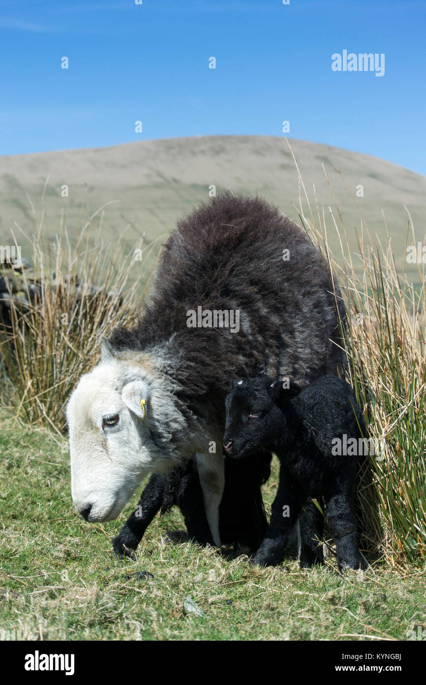 Sheep nuzzle lamb hi-res stock photography and images - Alamy