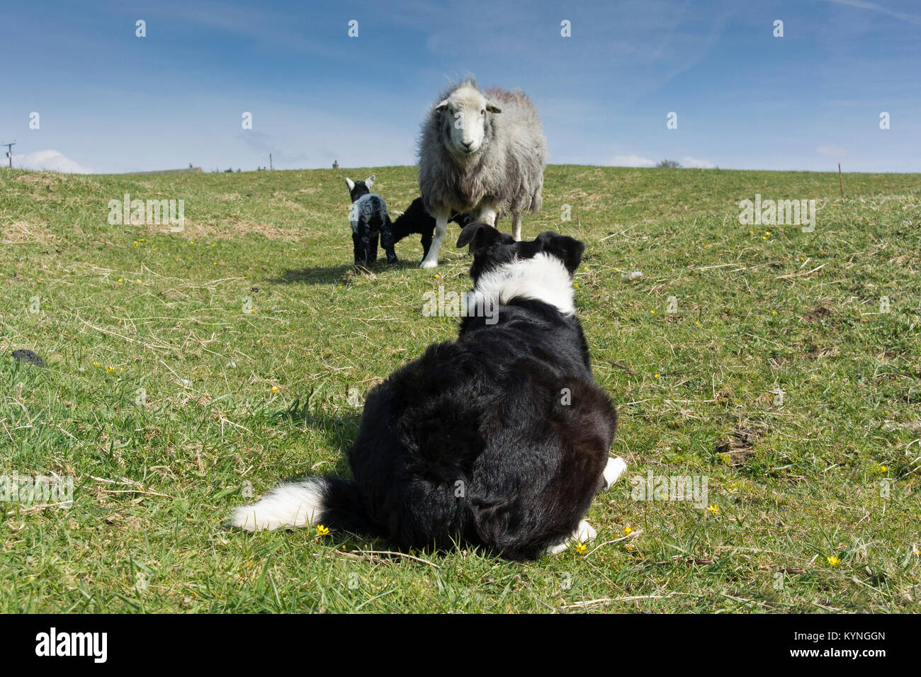 Border Collie sheepdog watching a Herdwick ewe and lambs, Spring ...