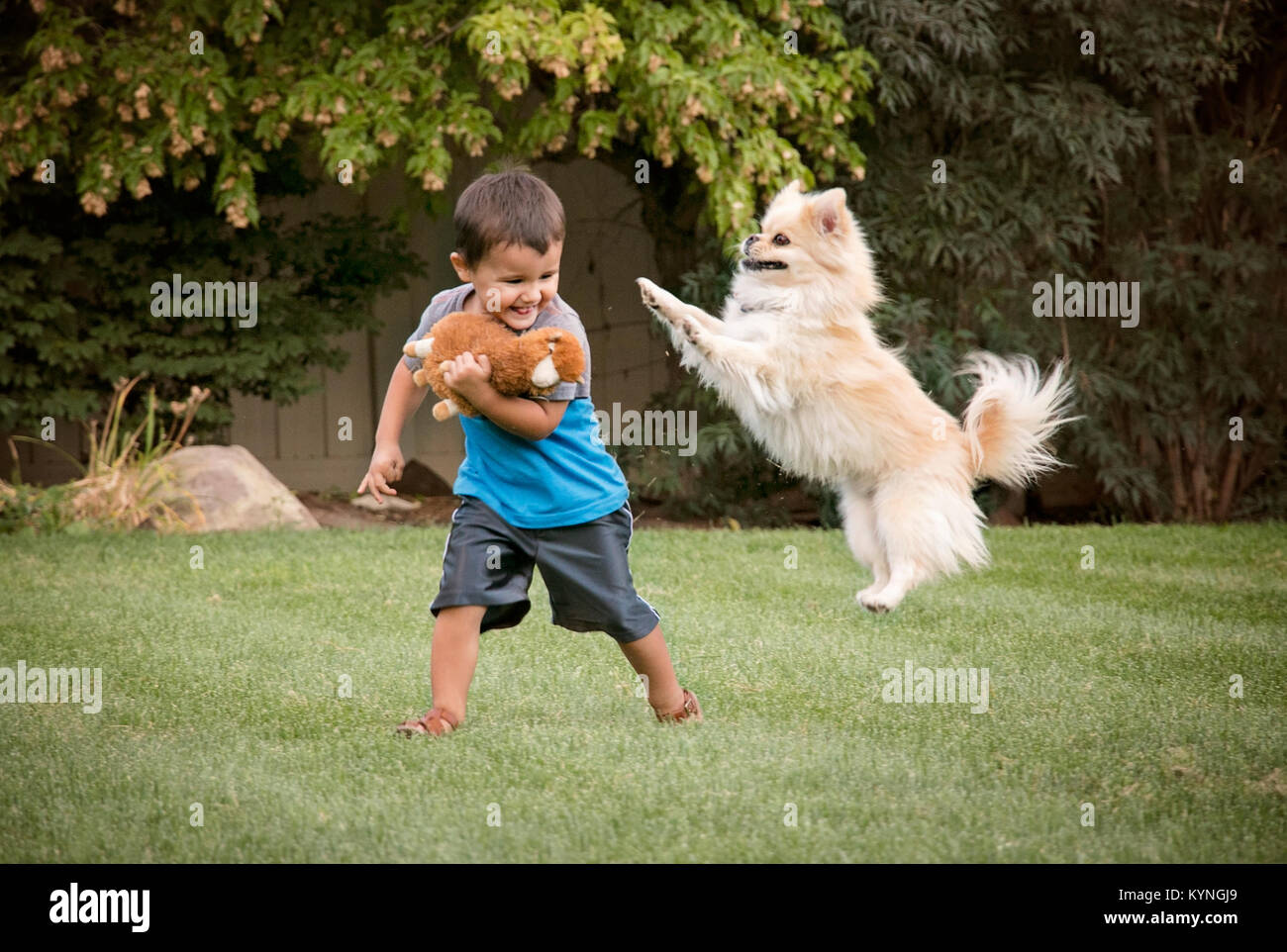 Boy Playing with Dog in Backyard Stock Photo - Alamy