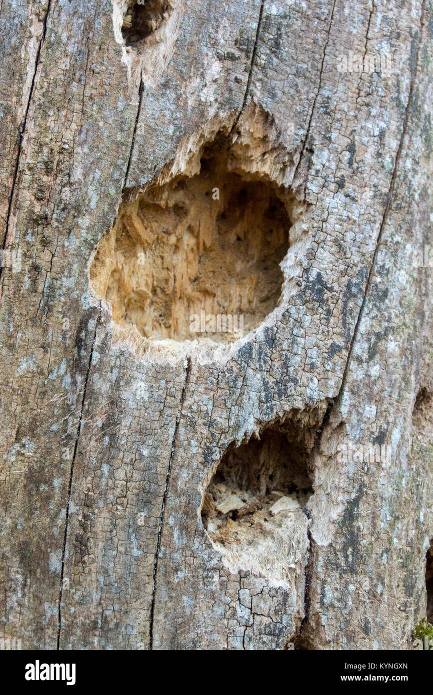 Tree holes hi-res stock photography and images - Alamy