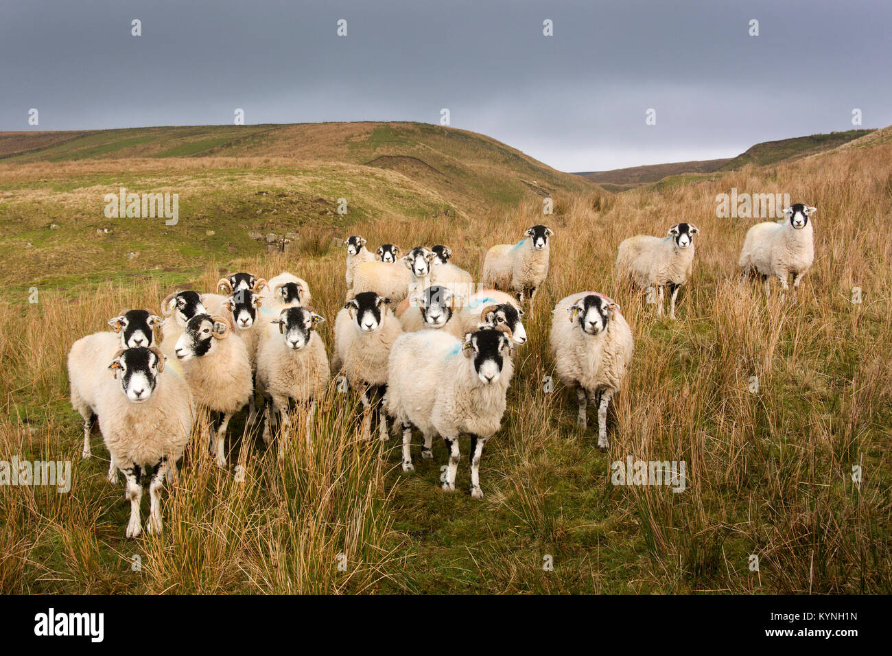 Swaledale sheep on moorland waiting to be fed. North Yorkshire, UK ...