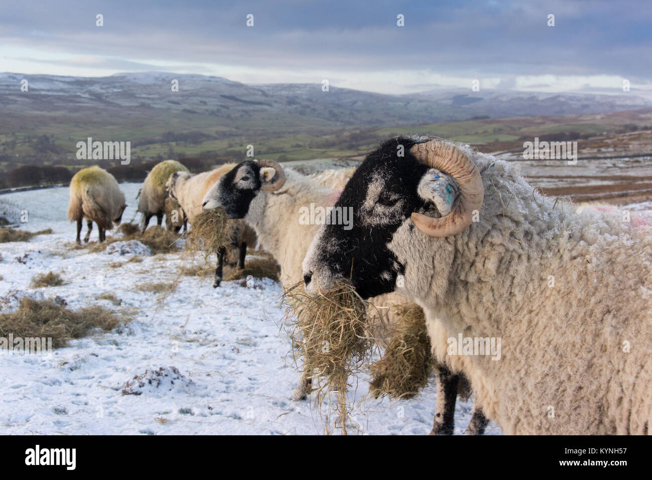 Swaledale ewes enjoying a nice bite of hay up on the hills above ...