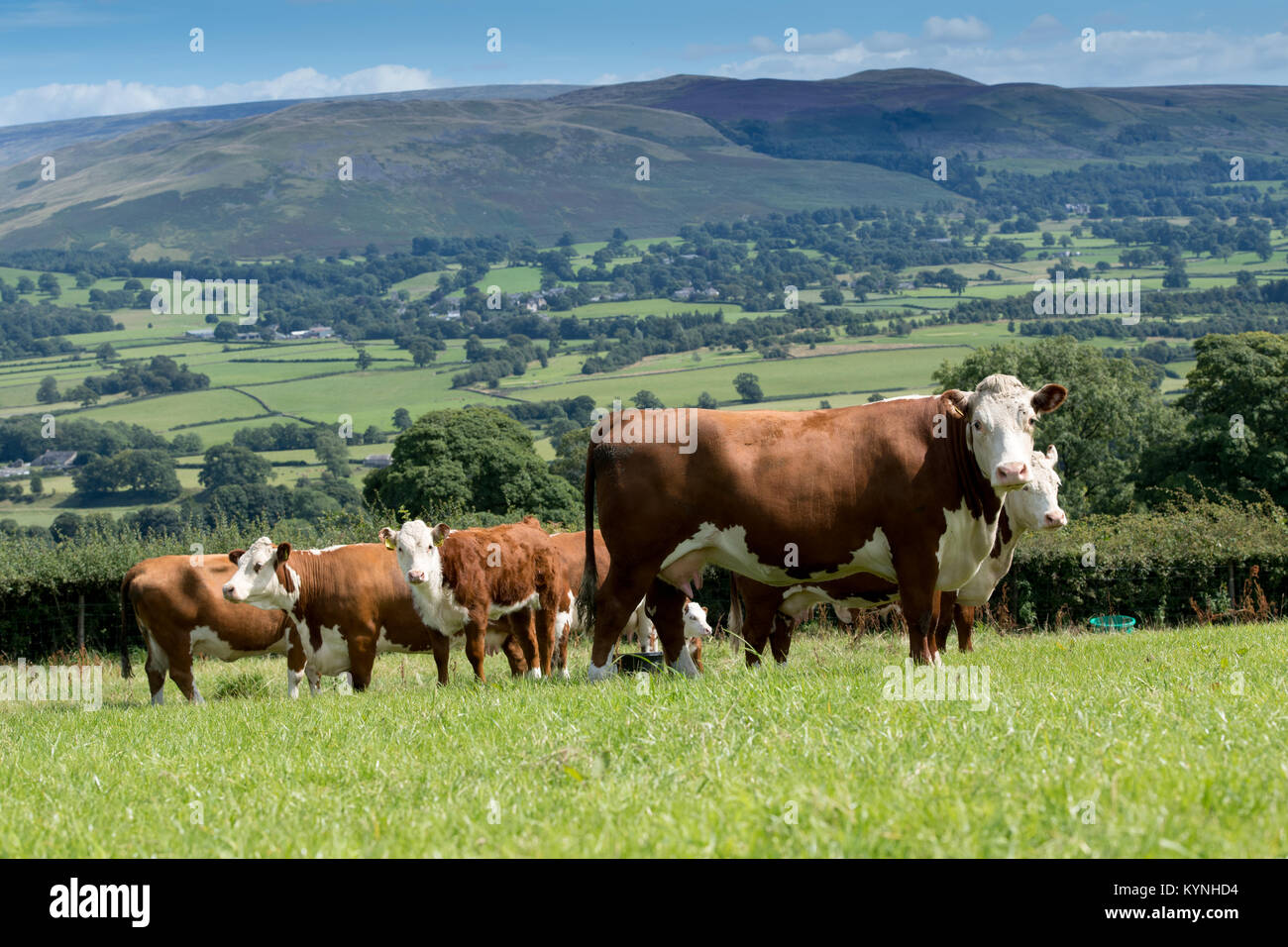 Farm animal english landscape hi-res stock photography and images - Alamy