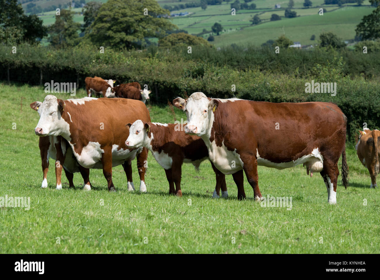 English beef cattle hi-res stock photography and images - Alamy