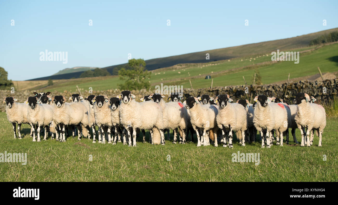 Newly weaned swaledale lambs in pasture in Wensleydale, North Yorkshire ...