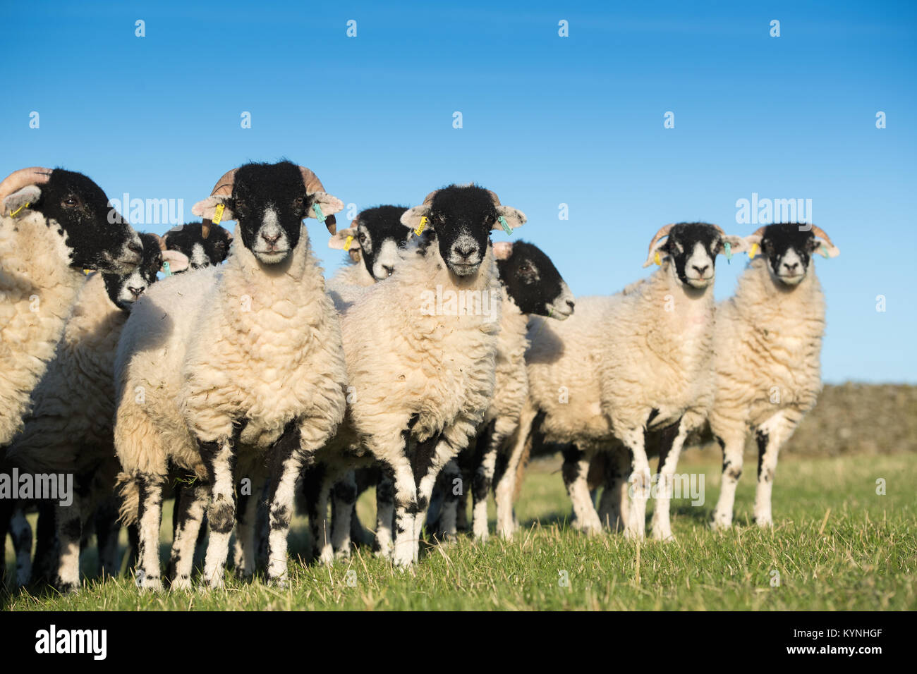 Swaledale sheep flock hi-res stock photography and images - Alamy