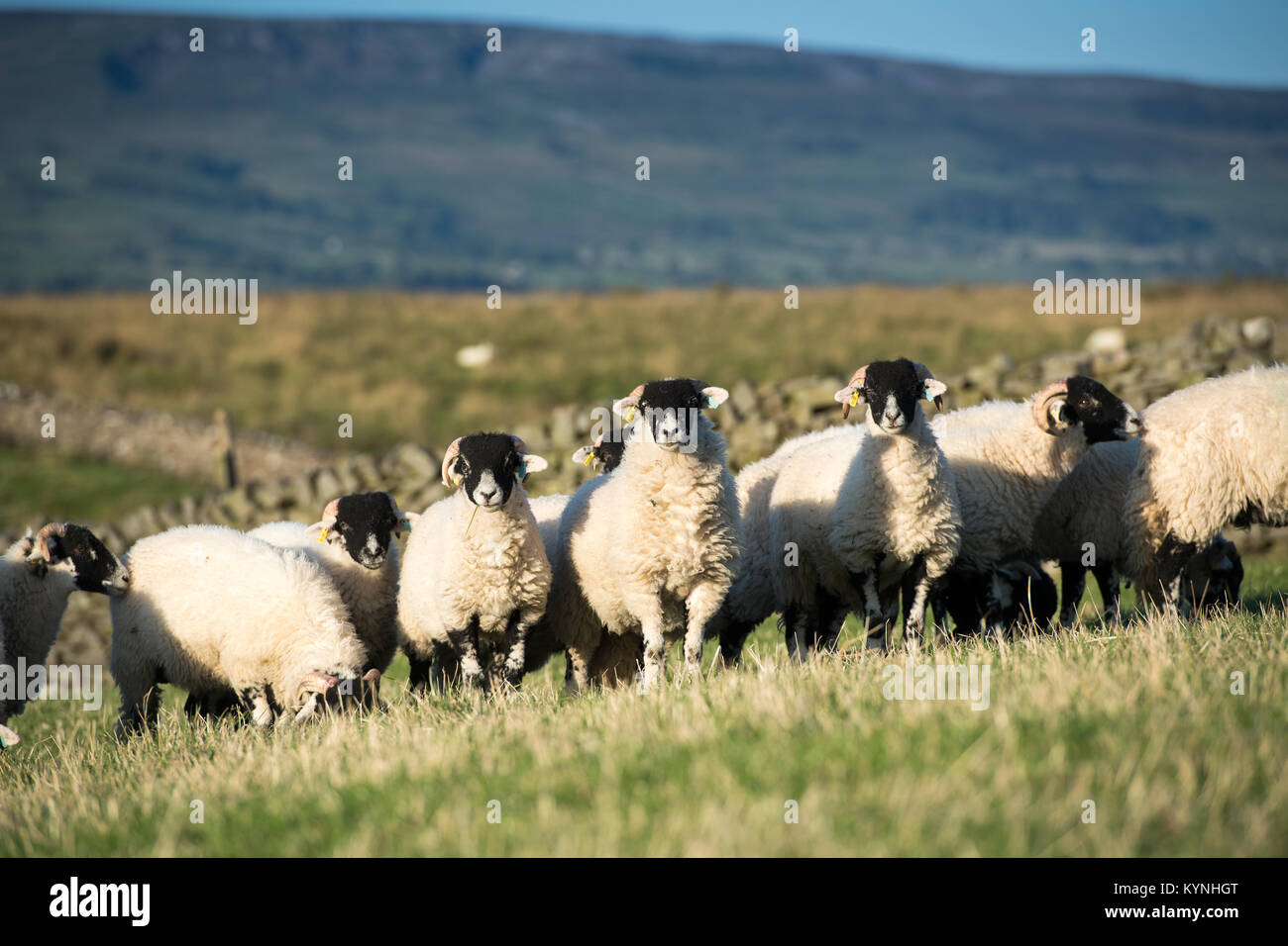 Weaned sheep hi-res stock photography and images - Alamy