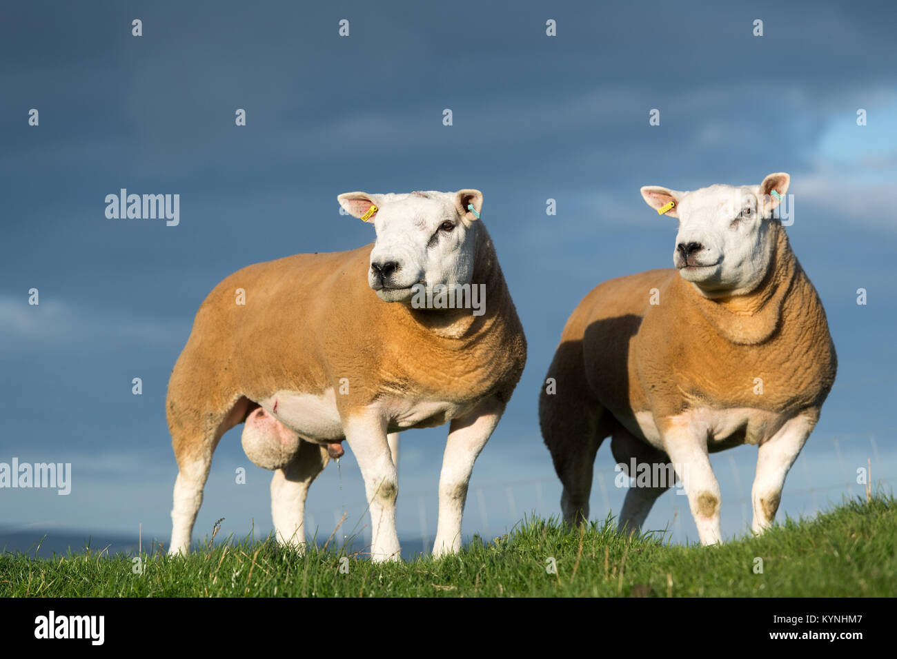 Texel rams in fields ready for autumn breeding sales, North Yorkshire ...