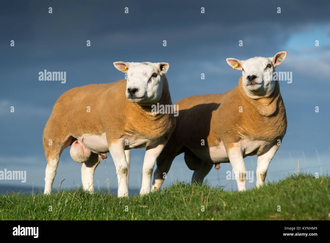 Texel rams in fields ready for autumn breeding sales, North Yorkshire ...