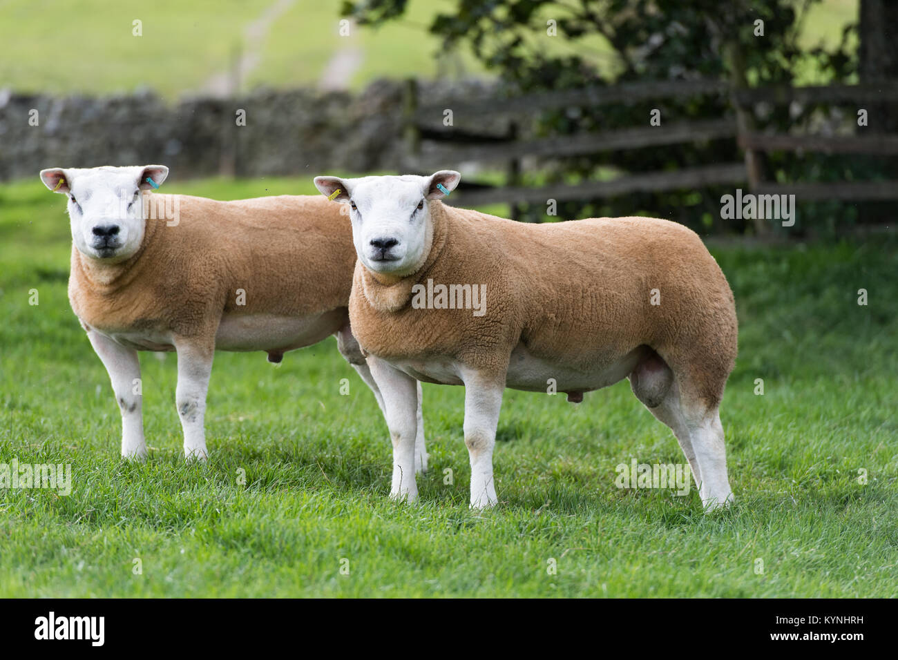 Texel rams in fields ready for autumn breeding sales, North Yorkshire ...