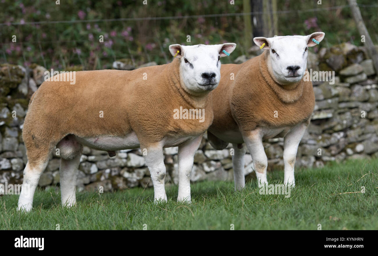 Texel rams in fields ready for autumn breeding sales, North Yorkshire ...