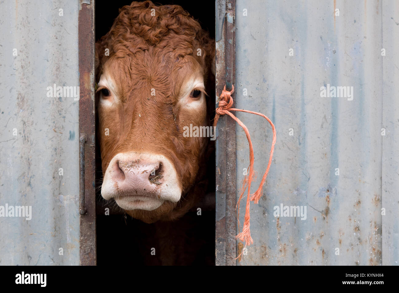 Cow looking out of gap in shed wall hi-res stock photography and images ...