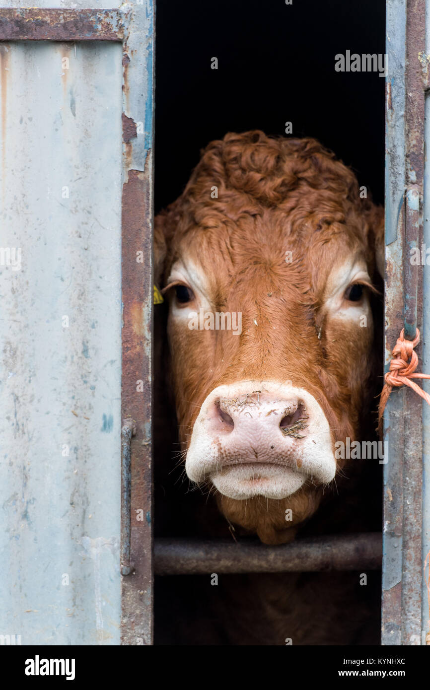 Peeking cow hi-res stock photography and images - Alamy