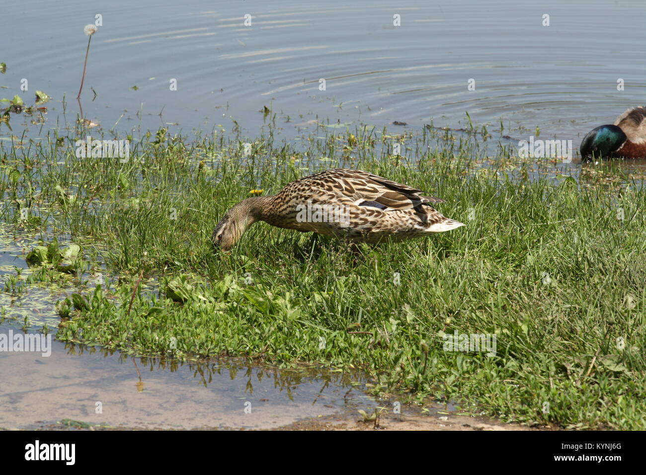 Duck nibbling in flooded grass Stock Photo - Alamy