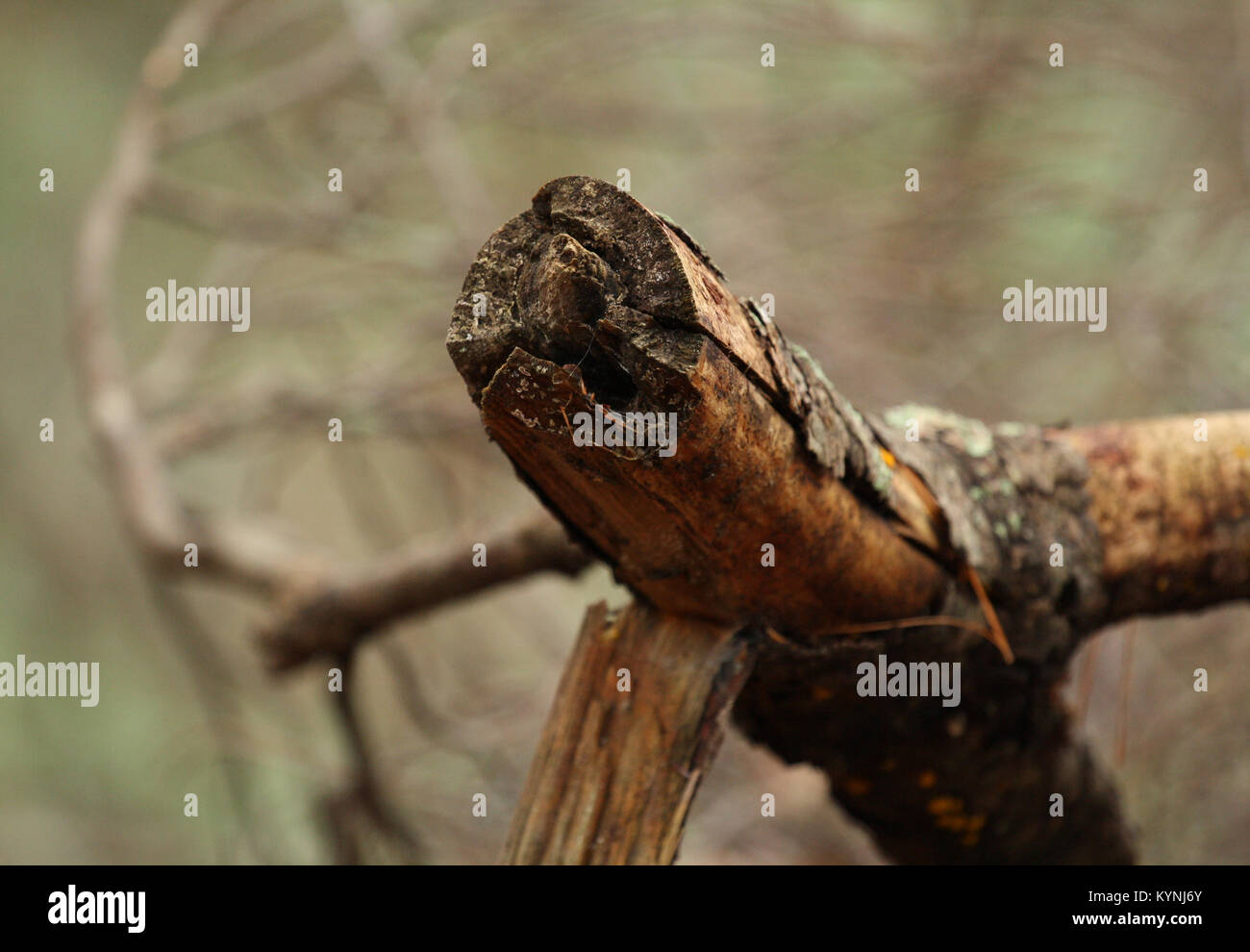 Rotten broken tree branch Stock Photo - Alamy