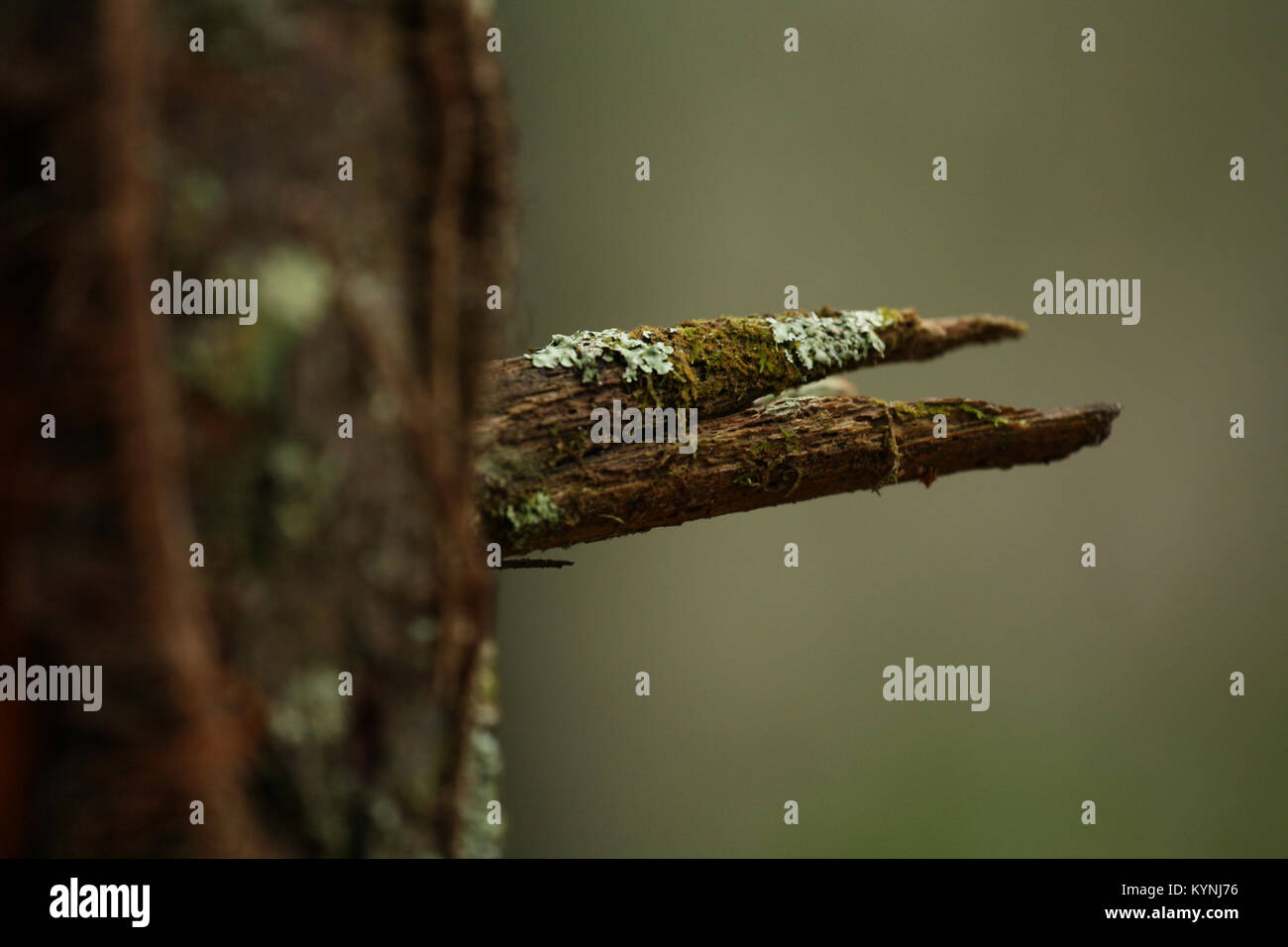 Rotten broken tree branch that in the abstract resembles a bird's beak ...