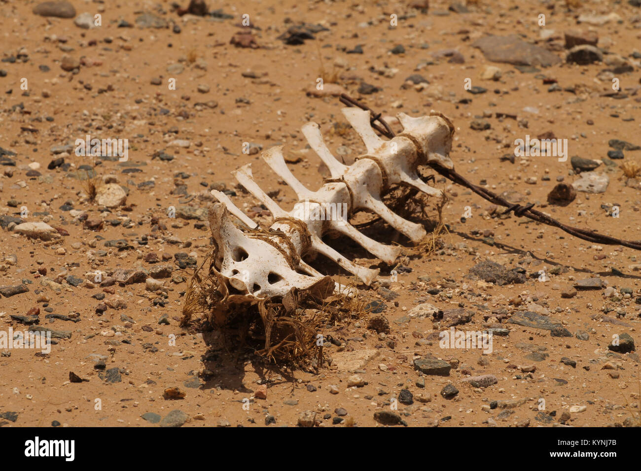 Skeleton of a small animal in the desert Stock Photo - Alamy