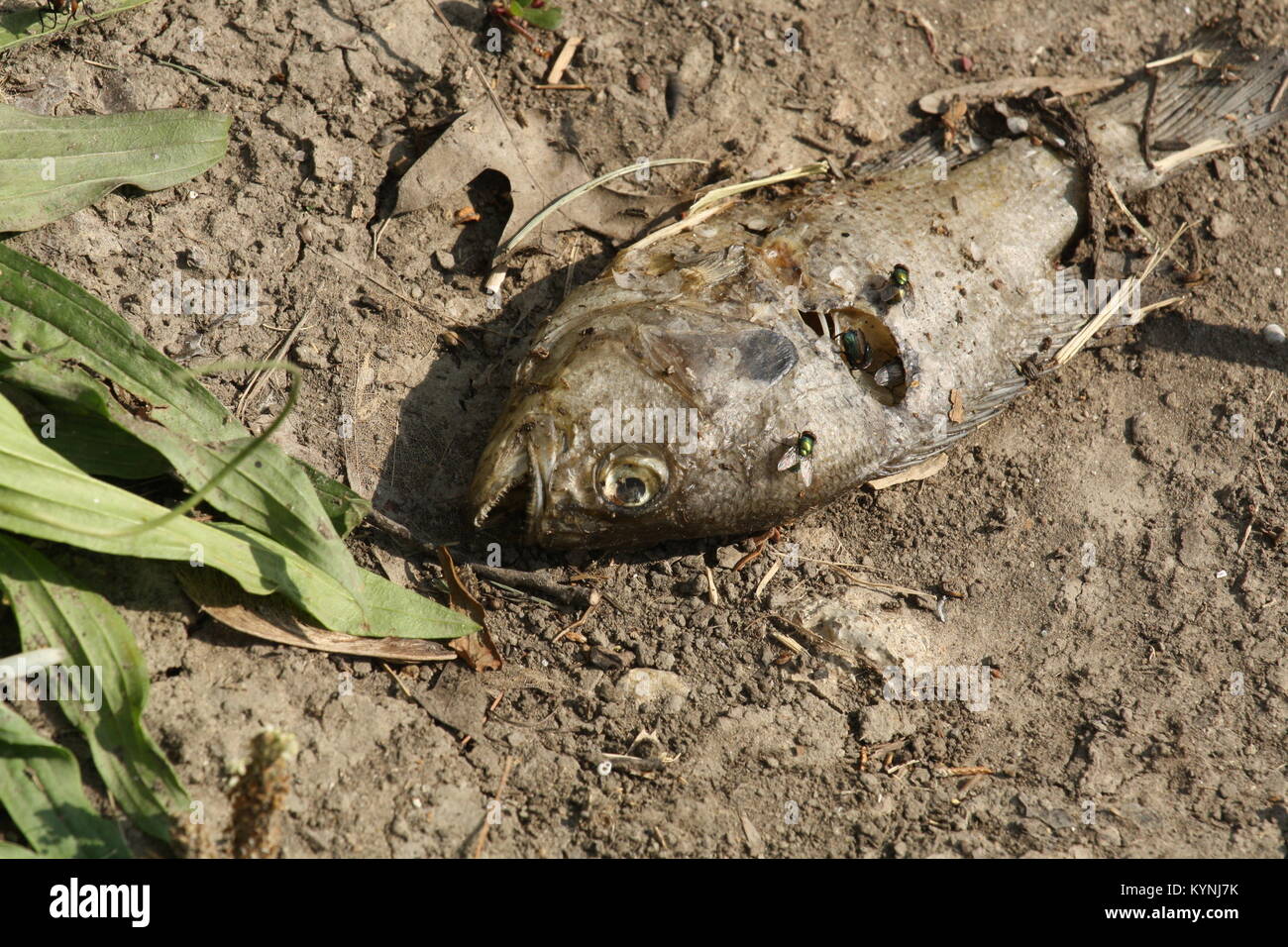 Dead fish grass hi-res stock photography and images - Alamy