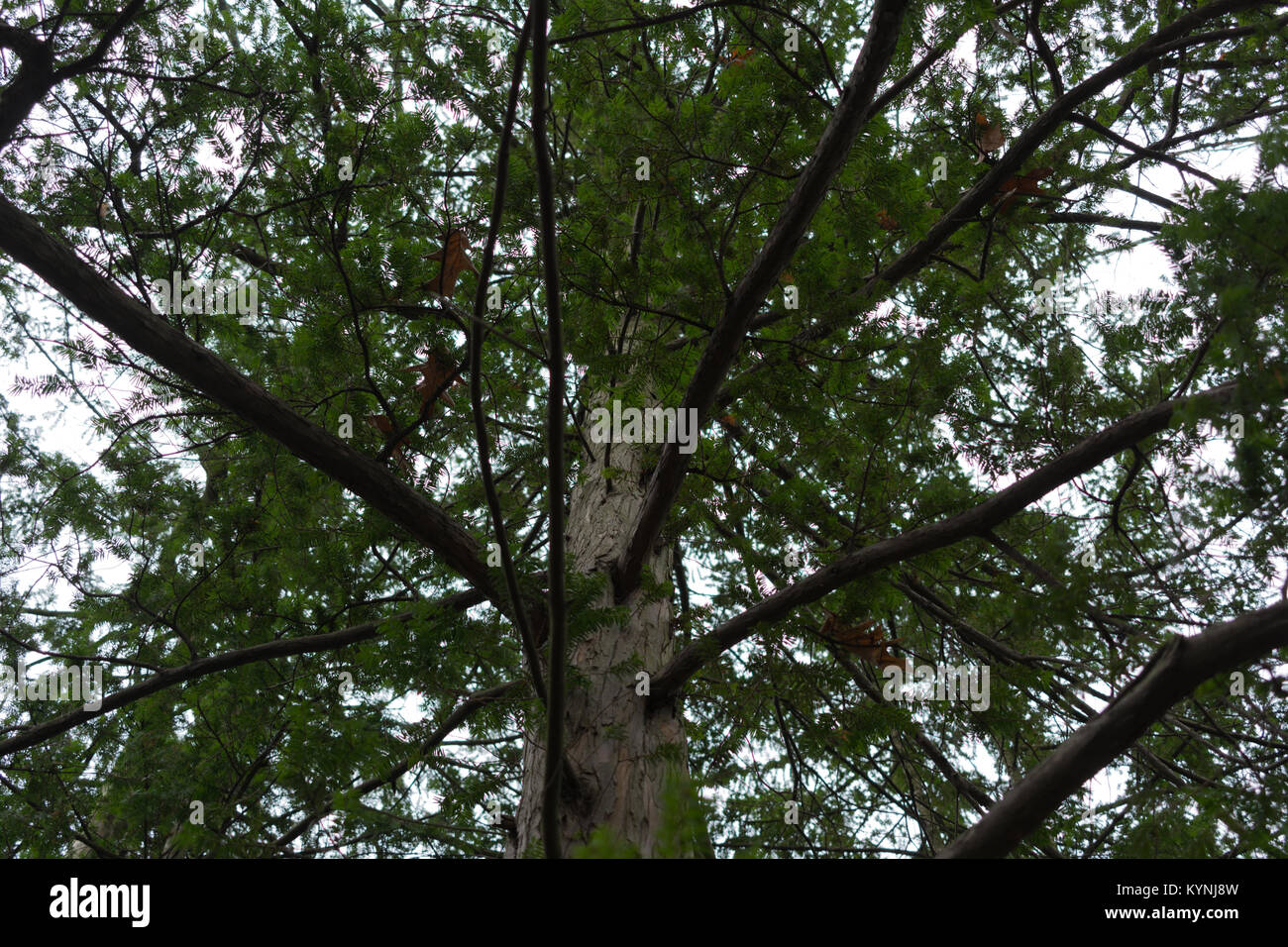 Taxodium tree hi-res stock photography and images - Alamy