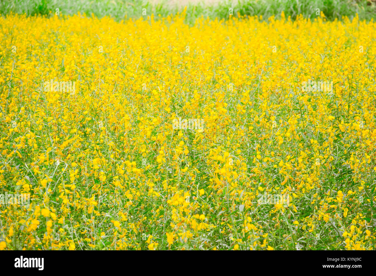 Full color Canola flowers field Stock Photo - Alamy