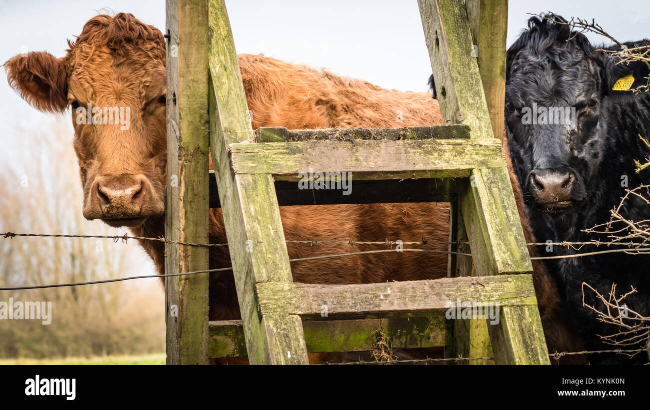 2 cows staring over style Stock Photo - Alamy