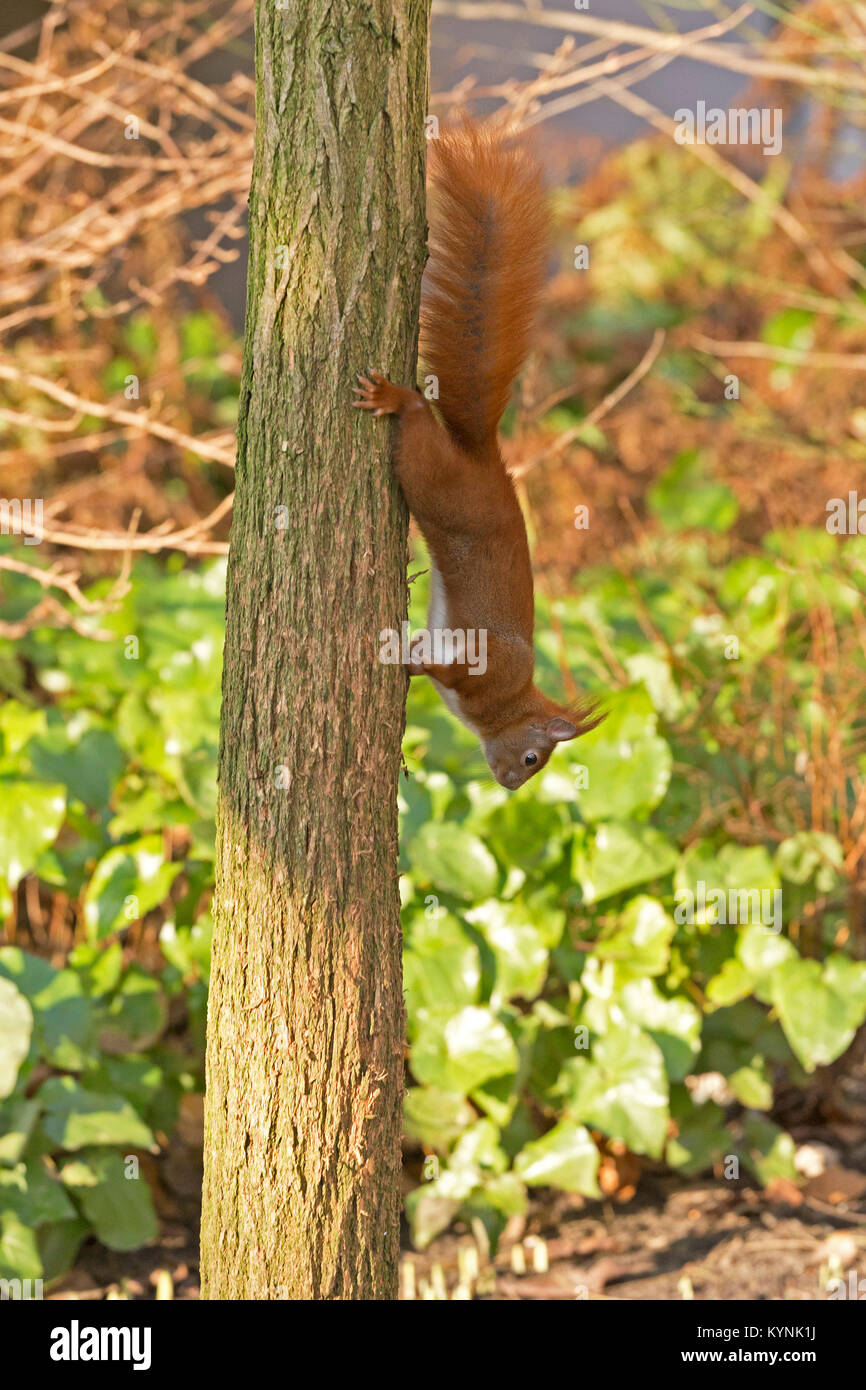 Squirrel running hi-res stock photography and images - Alamy