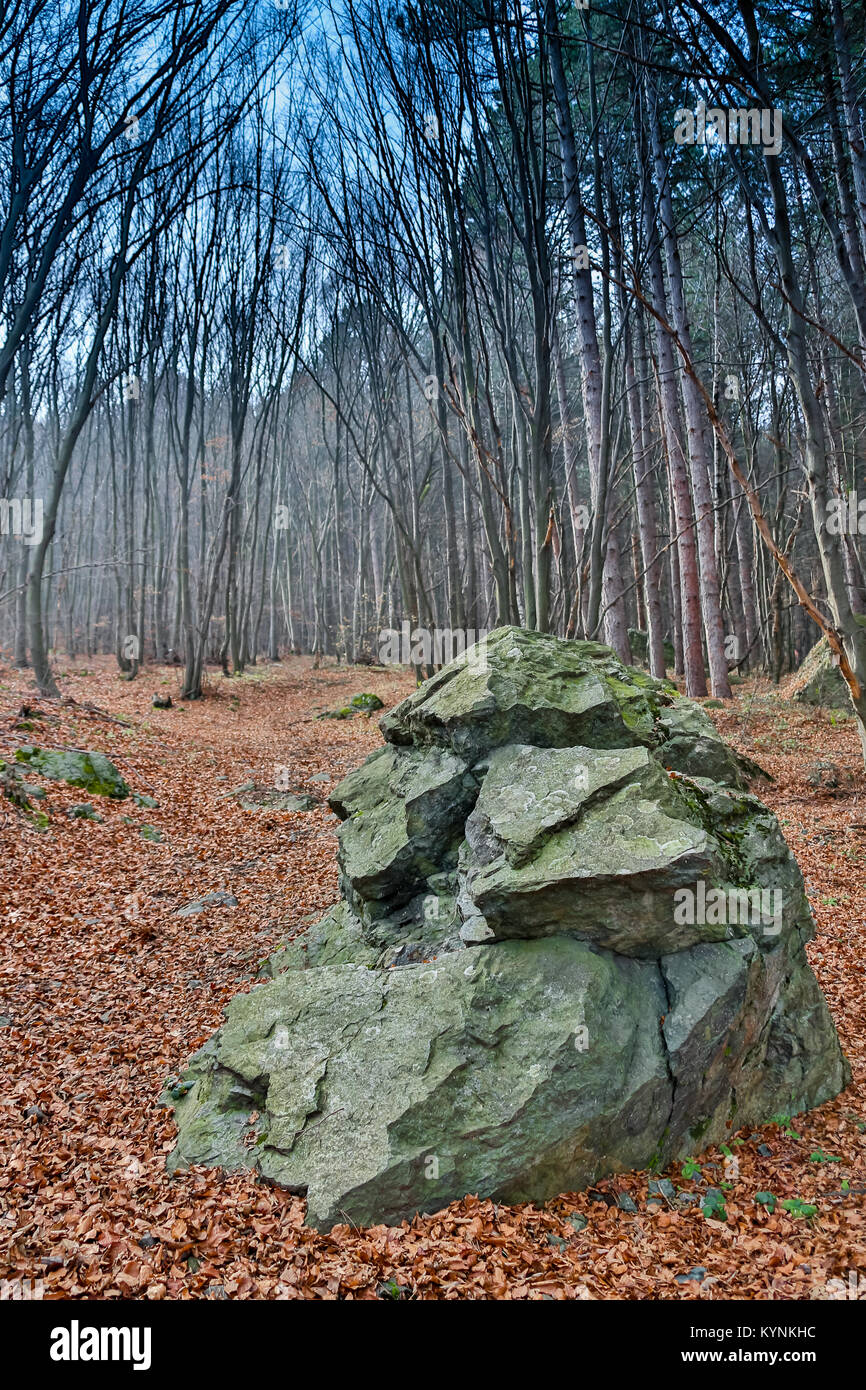 Large stone covered with moss in the forest. Trees and big rock in the ...