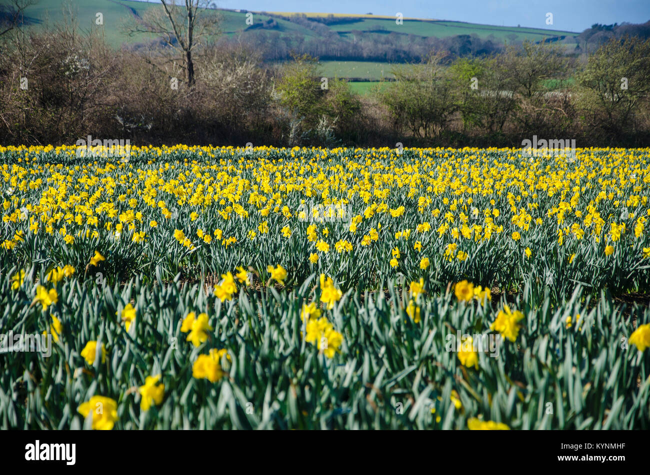 Daffodil Field Cornwall High Resolution Stock Photography and Images ...